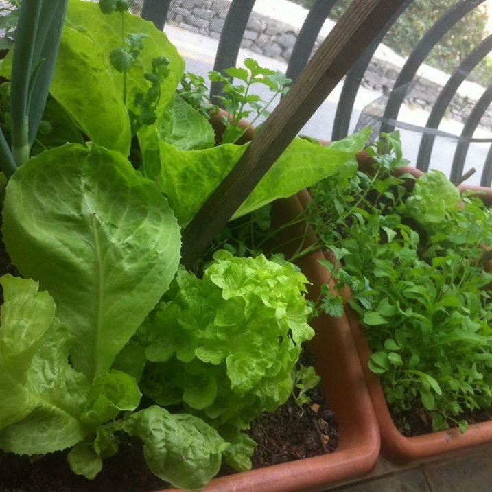 Online Workshop: How To Grow Food At Home!